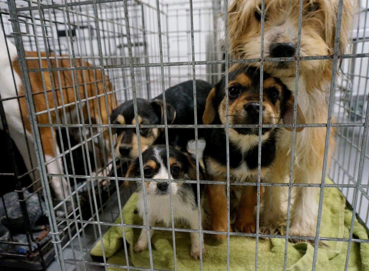 Europa-Parlamentet kræver hårdere straffe mod ulovlig handel af hunde og katte i Europa ...